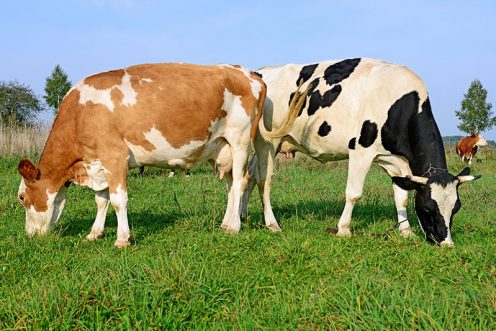 Farm Calls in Farmerville, LA | Union Veterinary Clinic